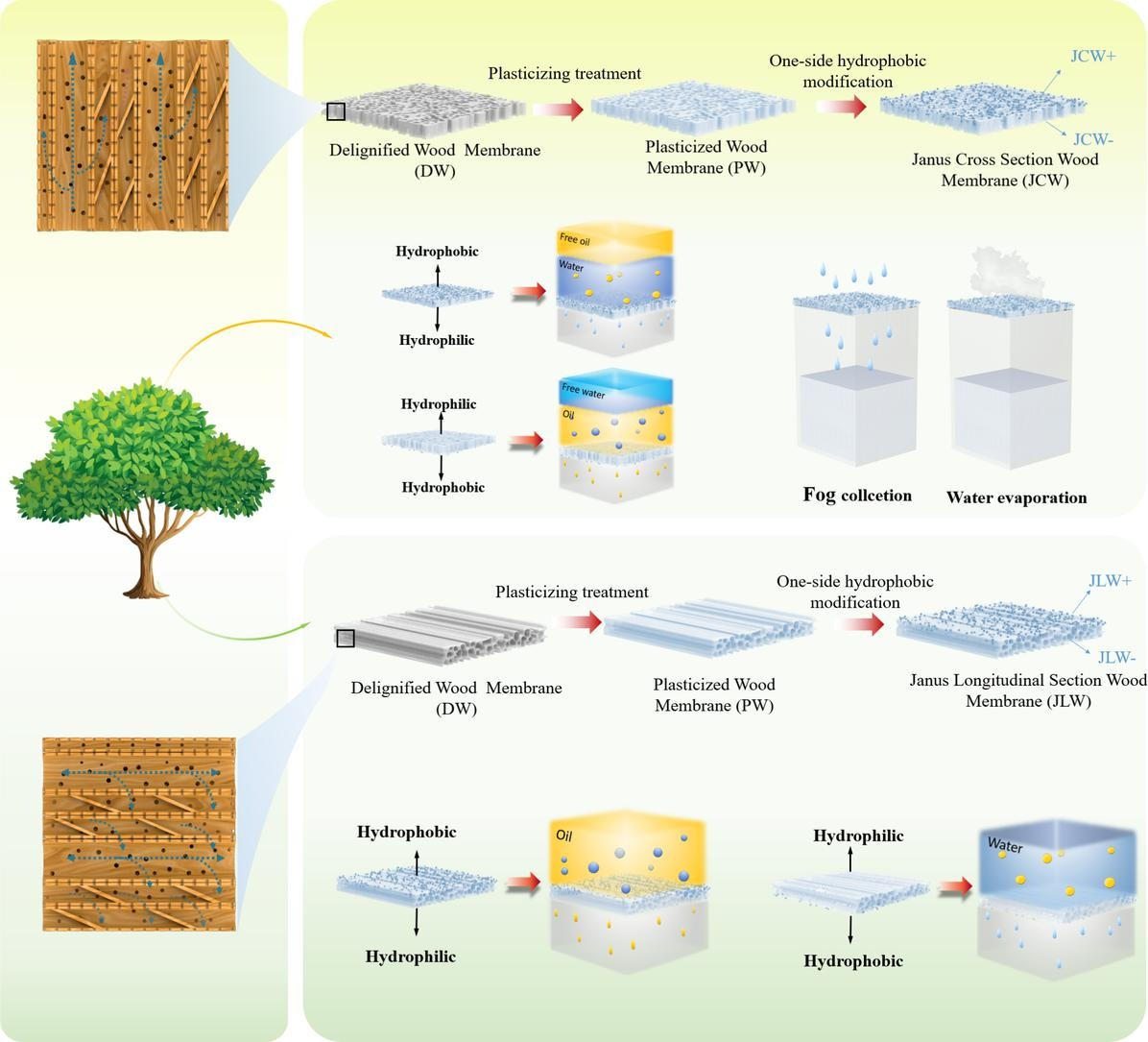 New Article: Innovative Janus wood membranes: Harnessing wood ...
